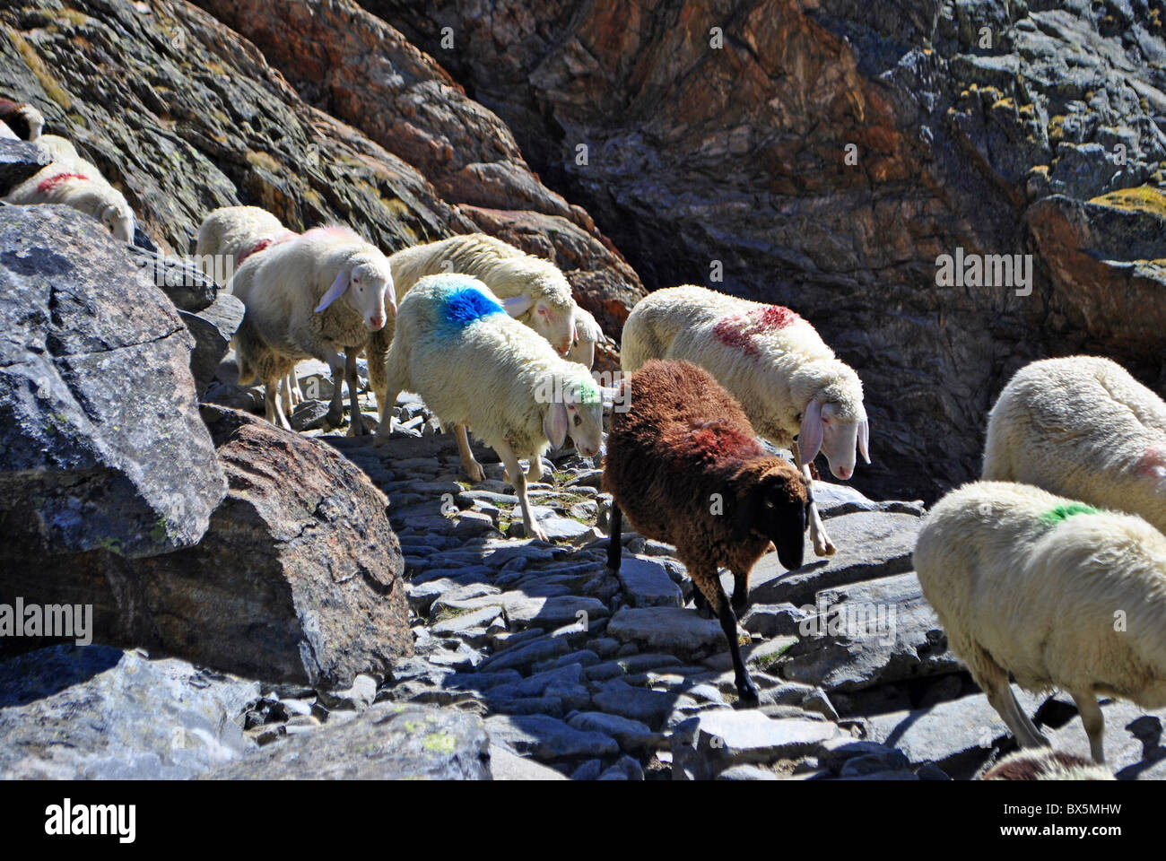 Traditional sheep homecomming procession in Val Senales Stock Photo - Alamy