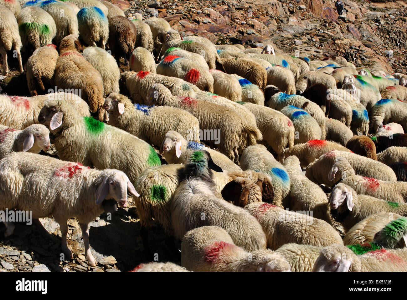 Traditional sheep homecomming procession in Val Senales Stock Photo - Alamy
