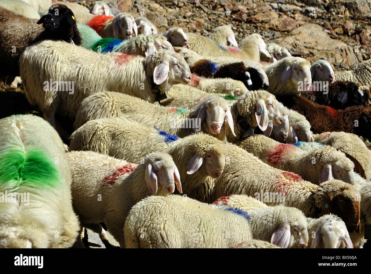Traditional sheep homecomming procession in Val Senales Stock Photo - Alamy