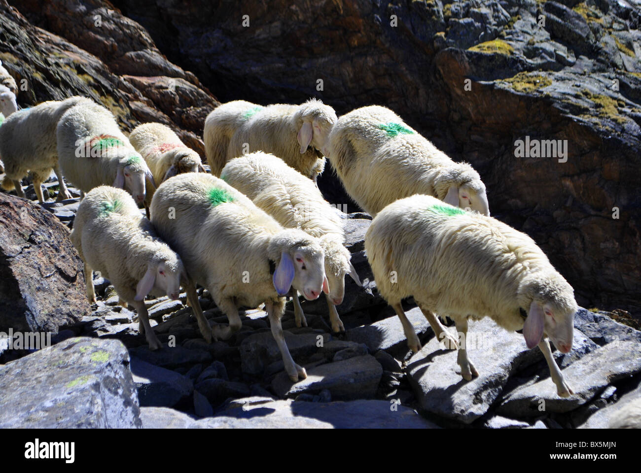 Traditional sheep homecomming procession in Val Senales Stock Photo - Alamy
