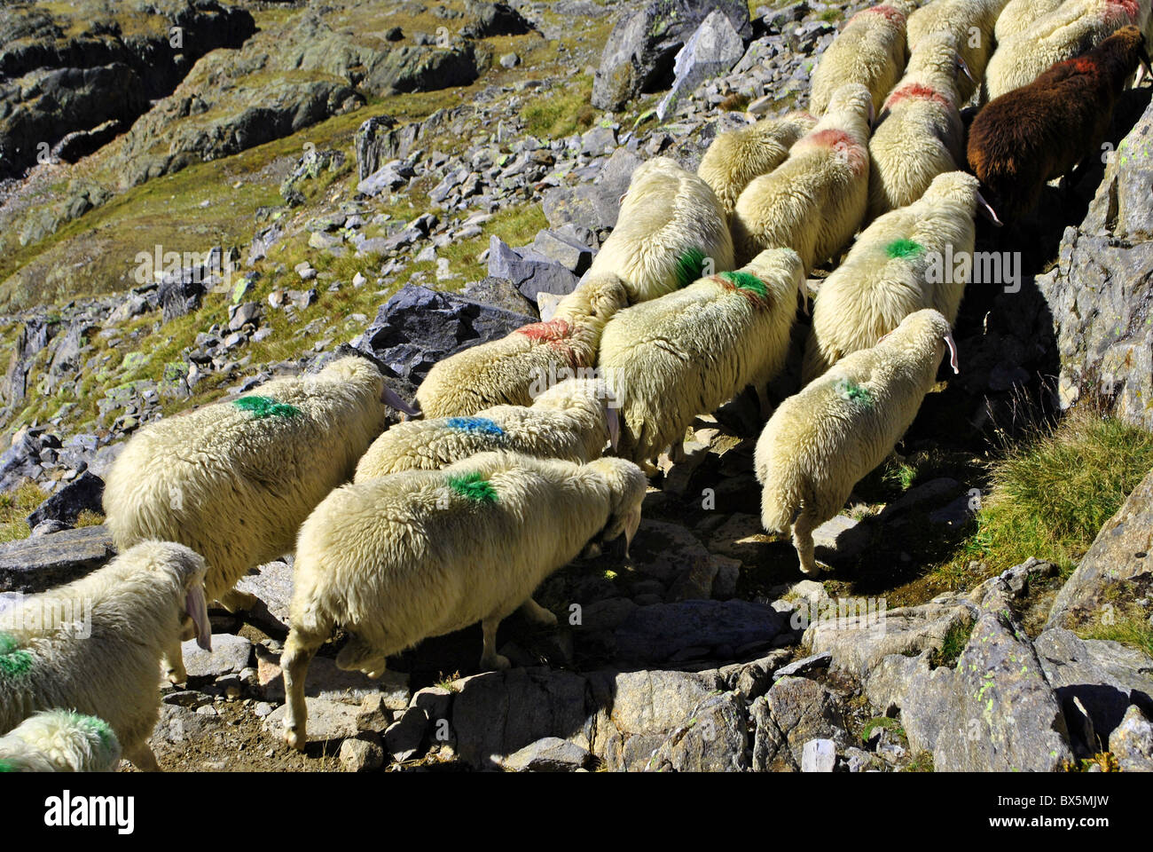 Traditional sheep homecomming procession in Val Senales Stock Photo - Alamy