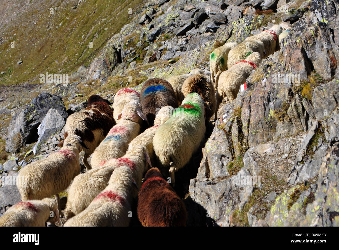 Traditional sheep homecomming procession in Val Senales Stock Photo - Alamy