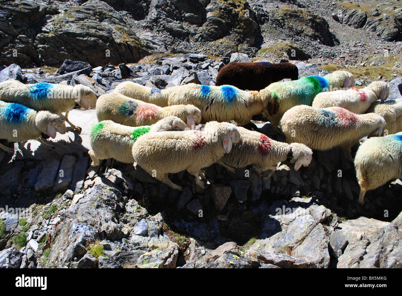 Traditional sheep homecomming procession in Val Senales Stock Photo - Alamy