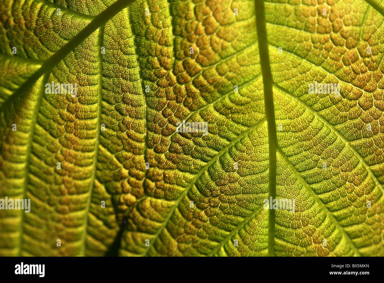 close up of leaf Stock Photo - Alamy