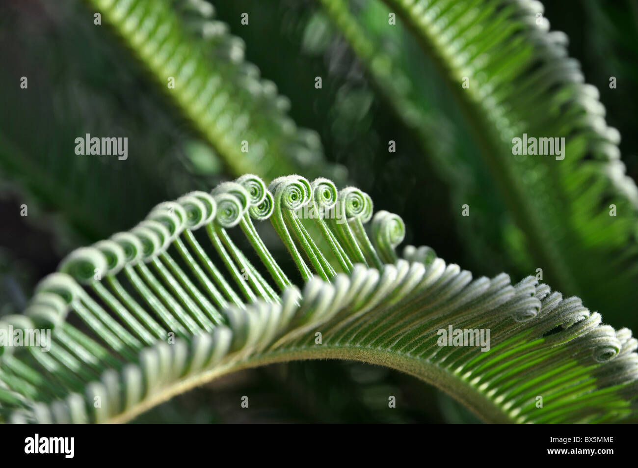 green curly cycad palm Stock Photo - Alamy