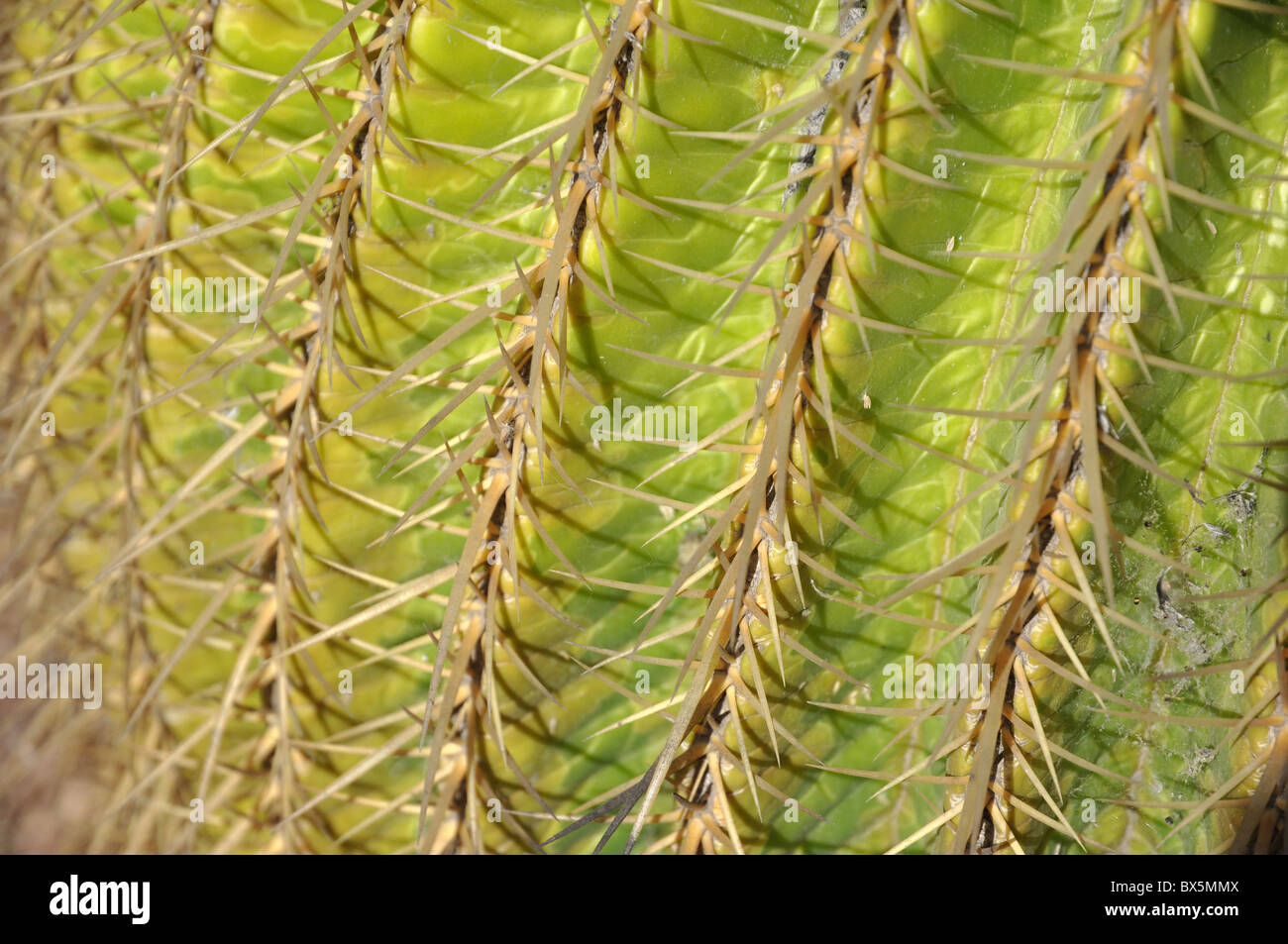 Cactus spines and needles Stock Photo - Alamy