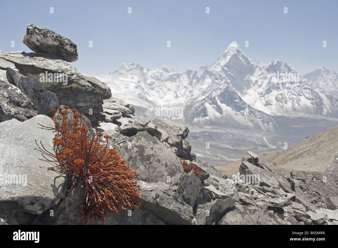 High altitude flowers, Ama Dablam in background, Solu Khumbu Everest ...