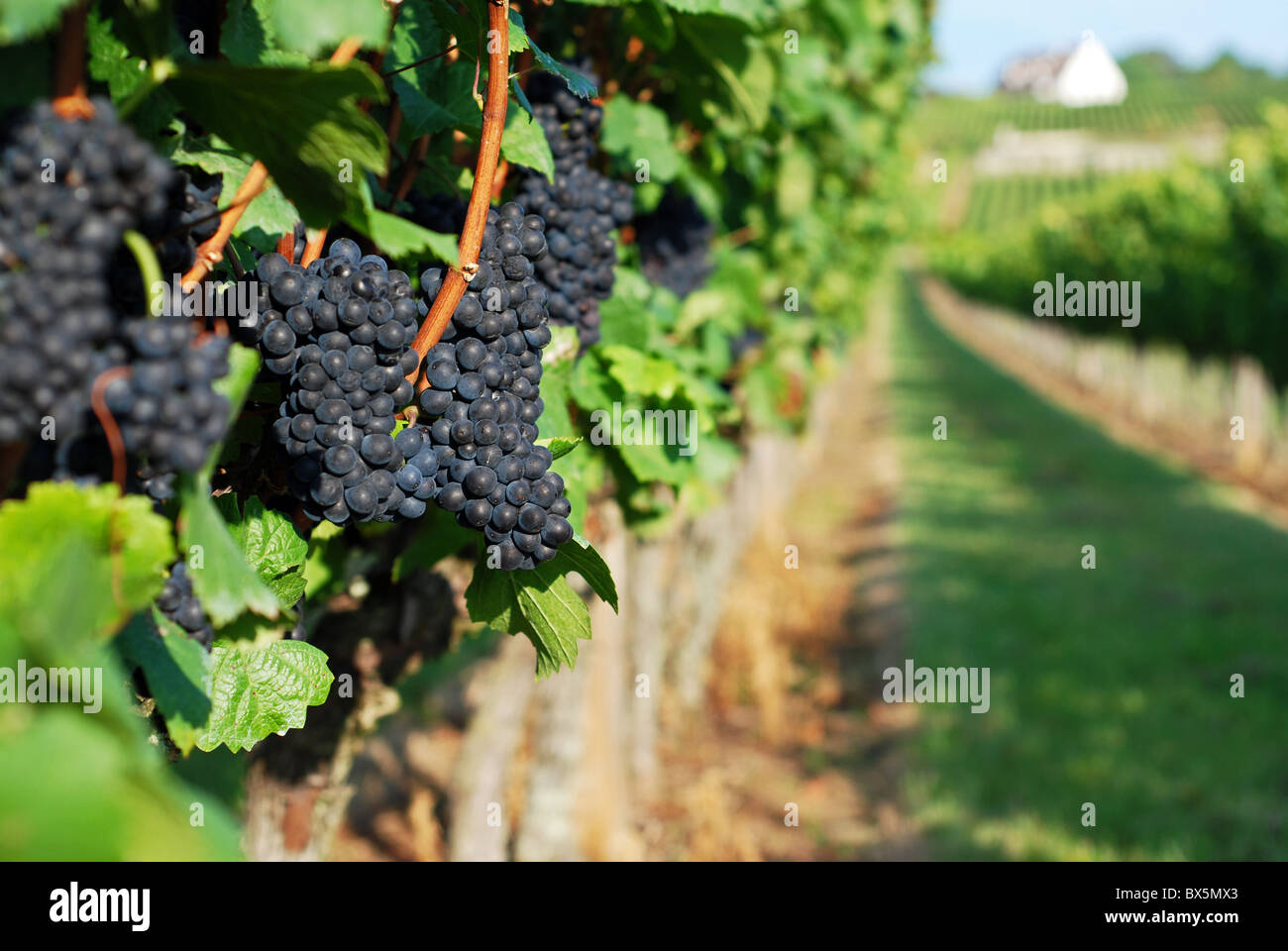 Pinot noir grapes on the vine, Volnay, Burgundy, France Stock Photo - Alamy