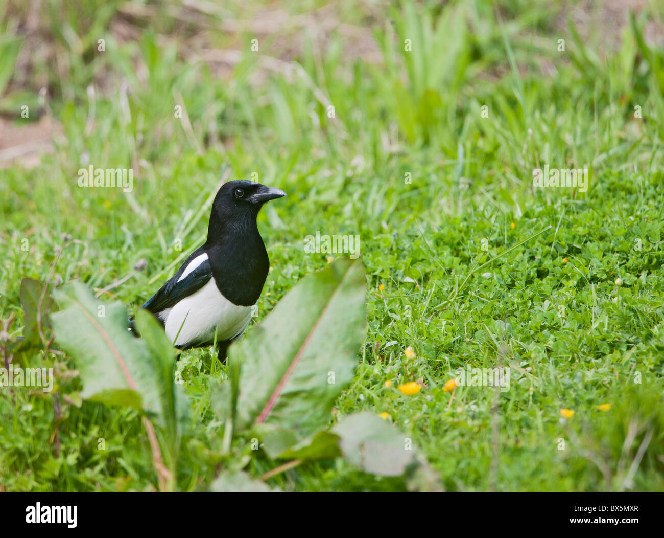 Magpie in spring hi-res stock photography and images - Alamy