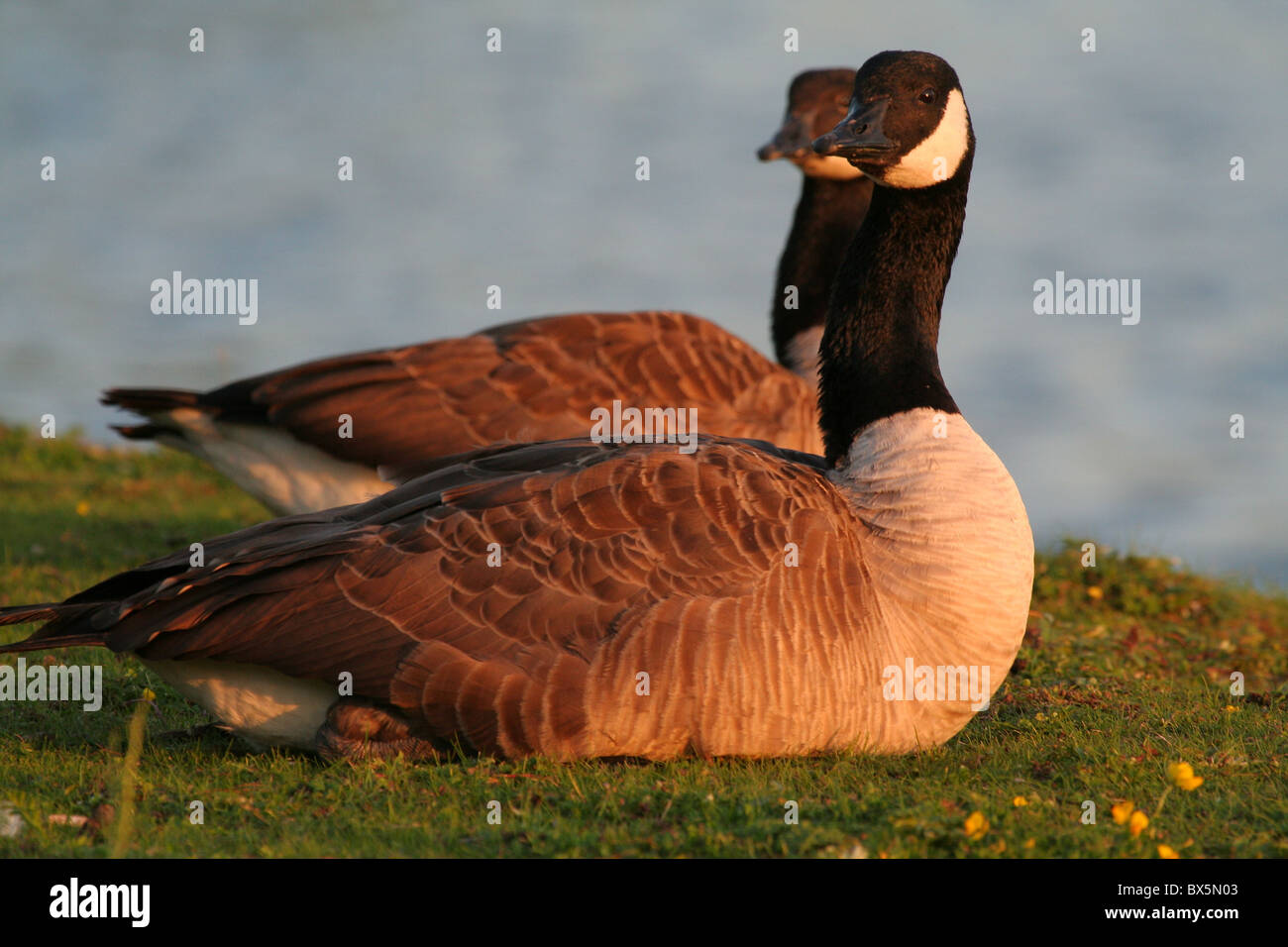 Subspecies of canada goose hi-res stock photography and images - Alamy