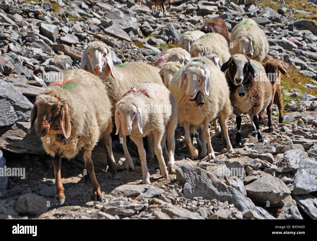 migration of sheep in the mountains Stock Photo - Alamy