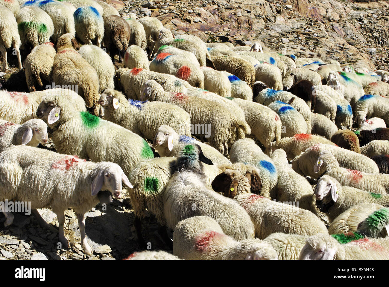 migration of sheep in the mountains Stock Photo - Alamy