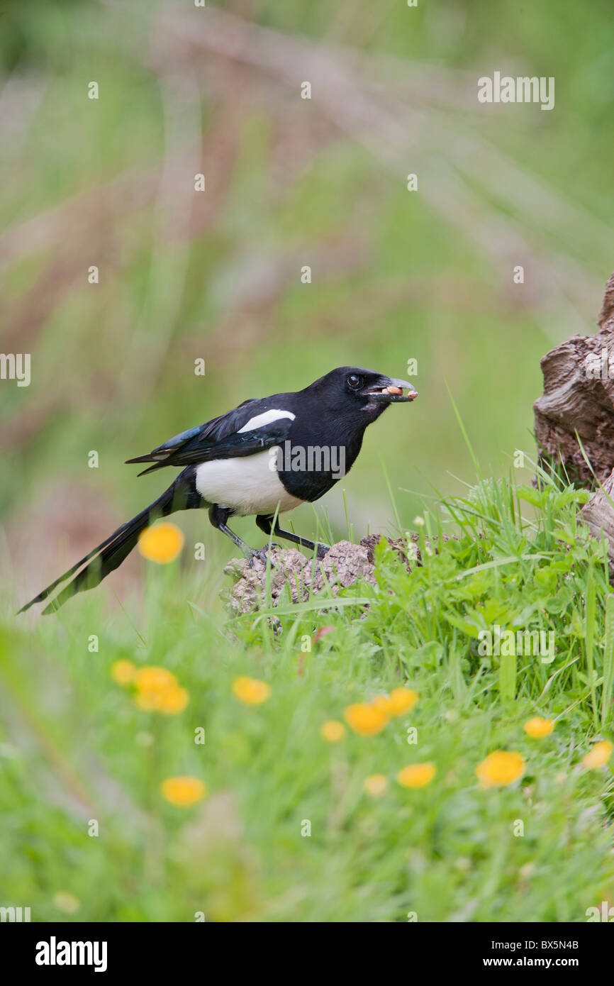 Magpie and stump hi-res stock photography and images - Alamy