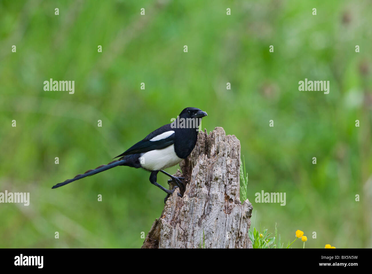 Magpie and stump hi-res stock photography and images - Alamy