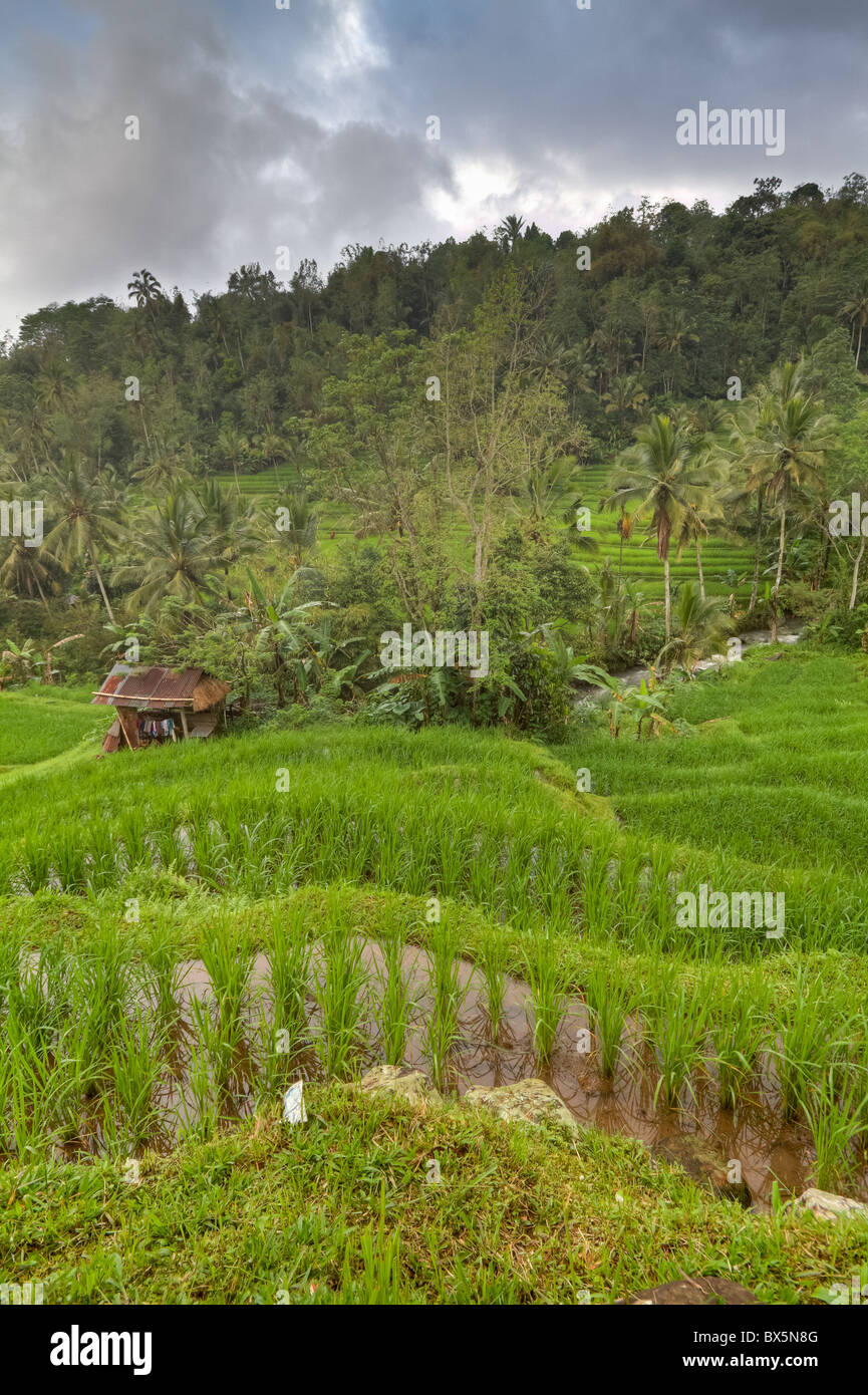 typical terrace rice fields of Bali, Indonesia Stock Photo - Alamy