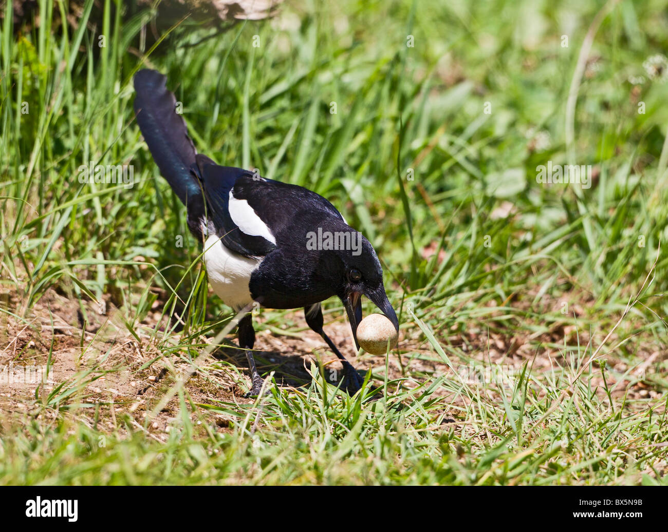 Magpie ( pica pica ) stealing partridge egg Stock Photo - Alamy
