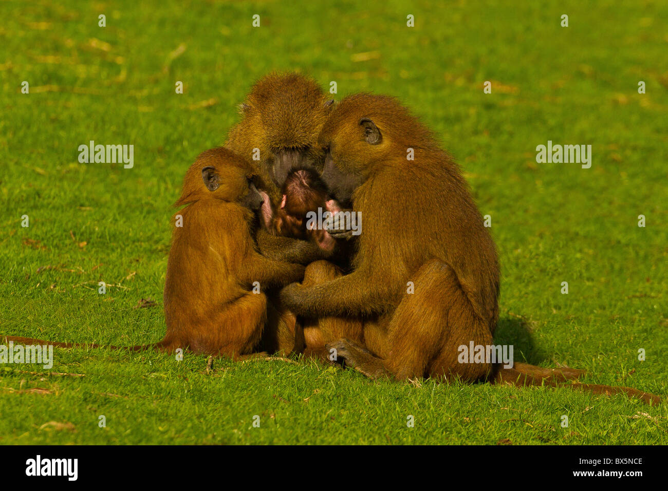 Guinea Baboon (Papio papio) Family Together Stock Photo - Alamy