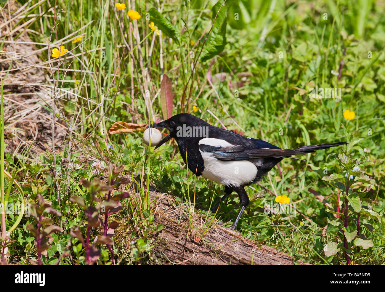 Magpie ( pica pica ) stealing partridge egg Stock Photo - Alamy
