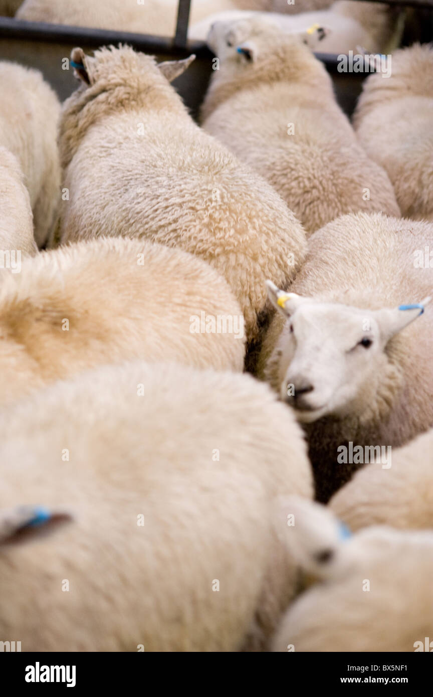 Lambs at the farmers market hi-res stock photography and images - Alamy
