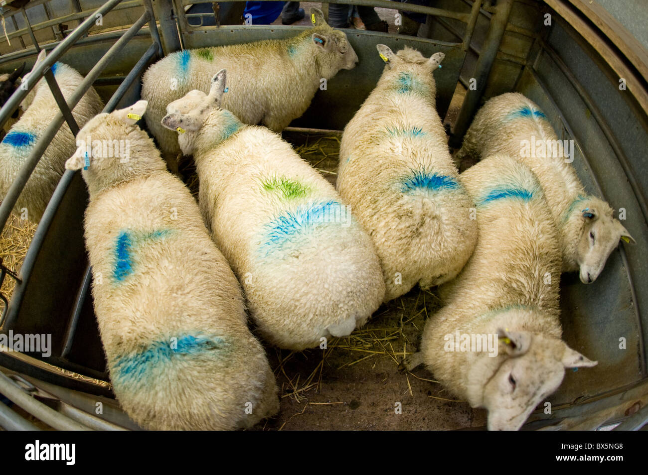 Lambs at the farmers market hi-res stock photography and images - Alamy