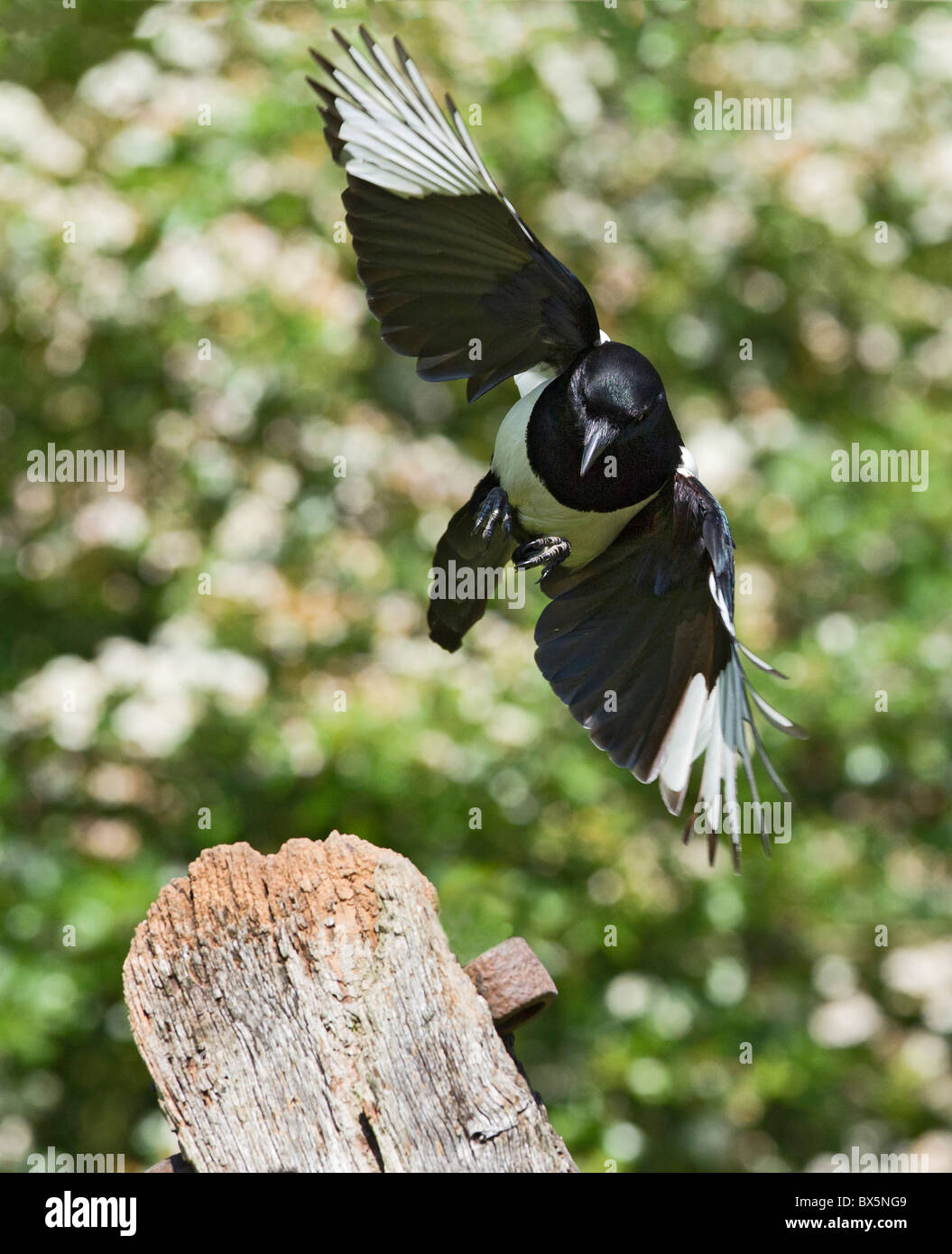Magpie ( pica pica ) landing on gate post Stock Photo - Alamy