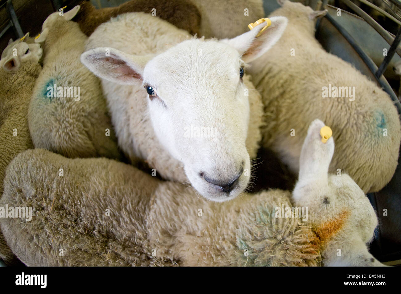 Buying sheep hi-res stock photography and images - Alamy