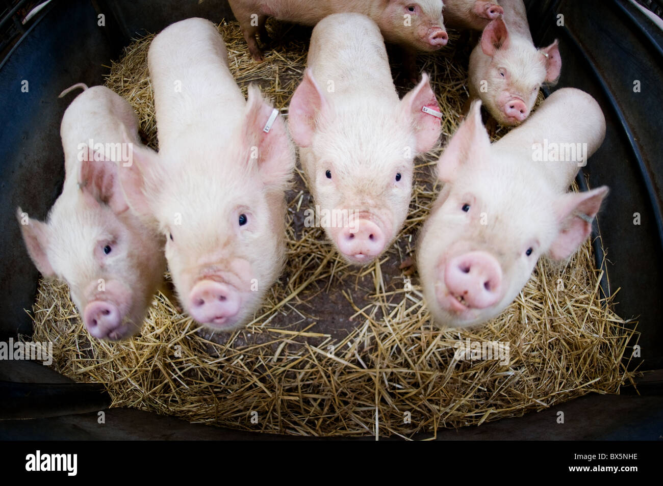 Pig auction hi-res stock photography and images - Alamy