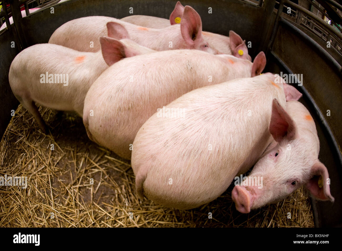 Chelford market hi-res stock photography and images - Alamy
