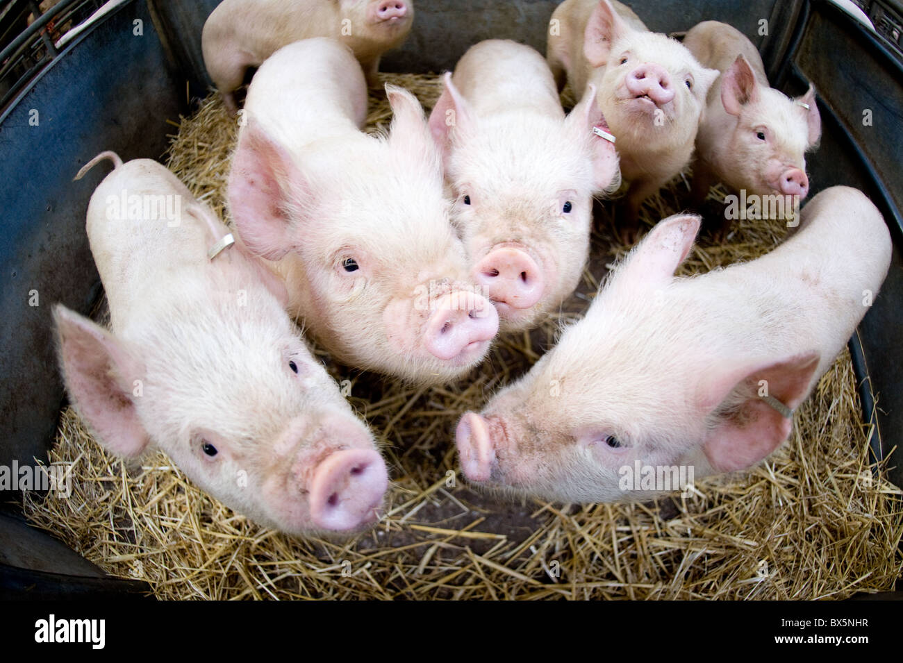 Chelford livestock auction hi-res stock photography and images - Alamy