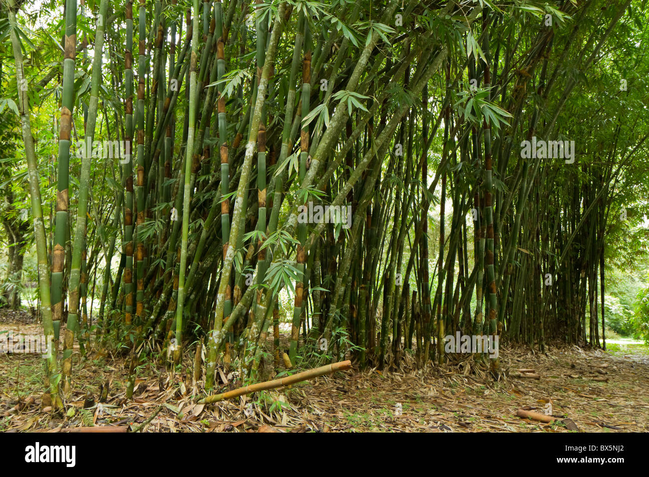 bumbusa vulgaris in the forest Stock Photo - Alamy