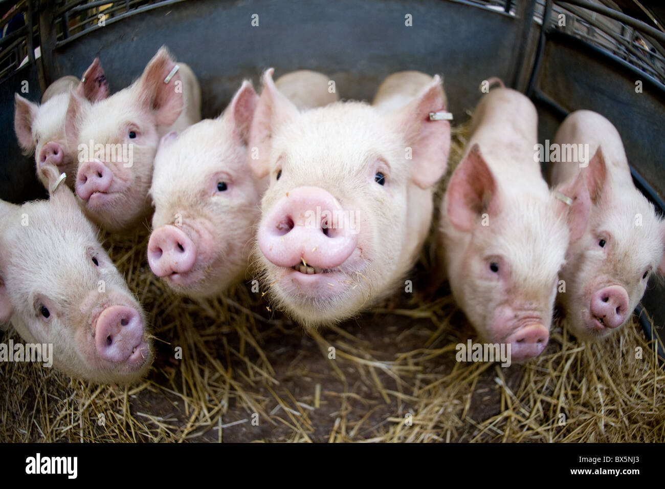 Chelford market hi-res stock photography and images - Alamy