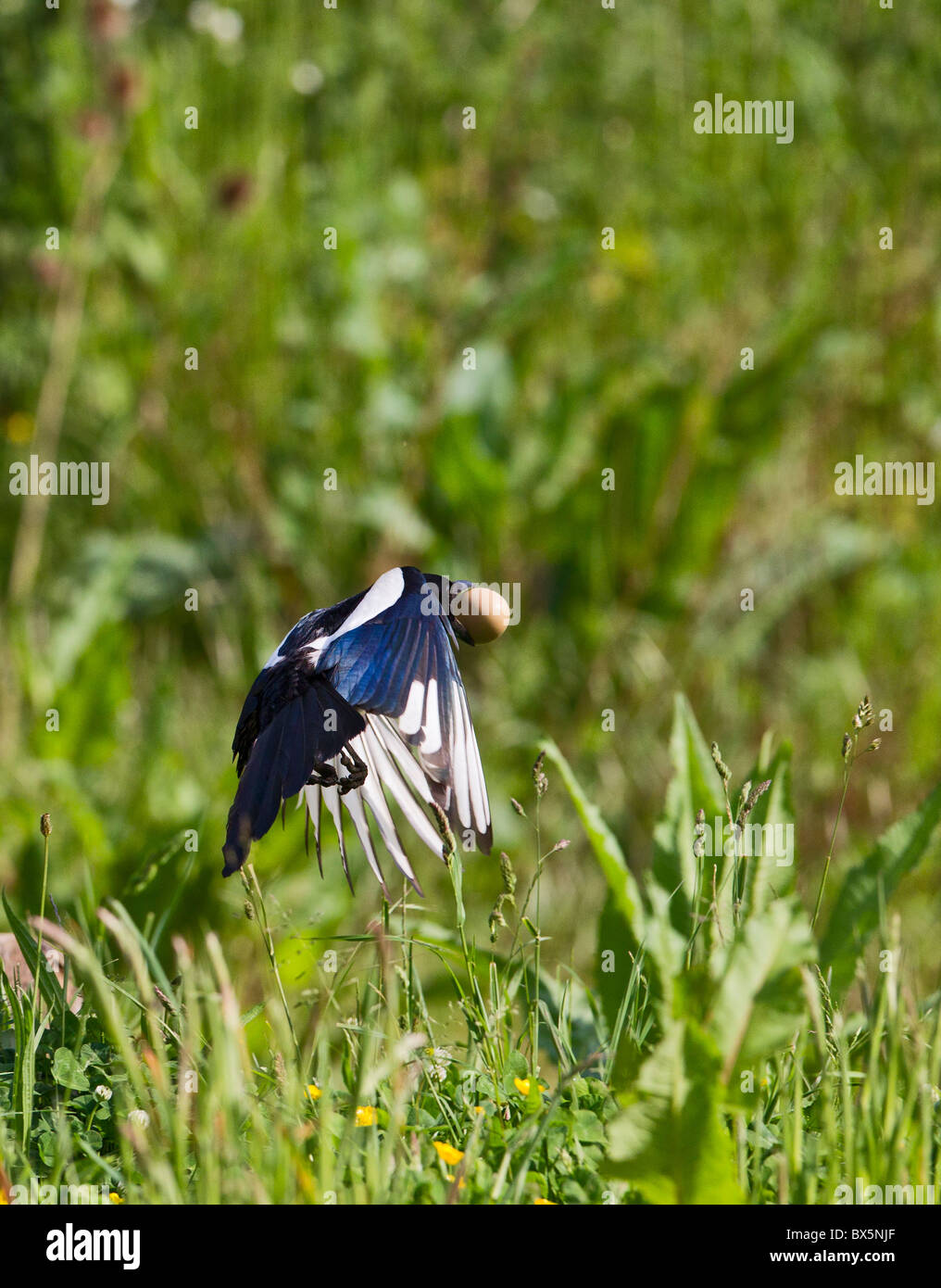 Magpie ( pica pica ) stealing pheasants egg Stock Photo - Alamy
