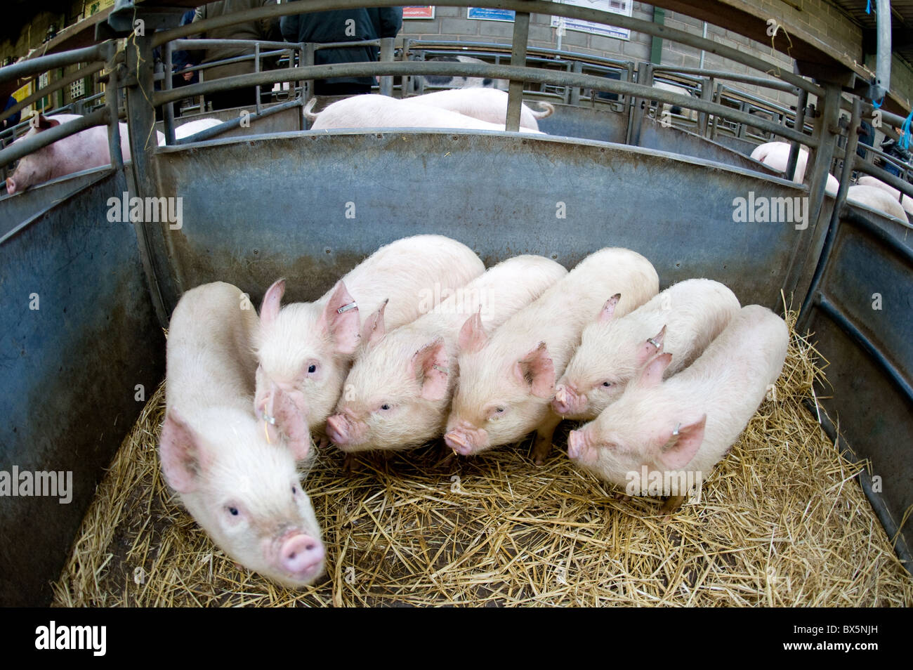 Chelford market hi-res stock photography and images - Alamy