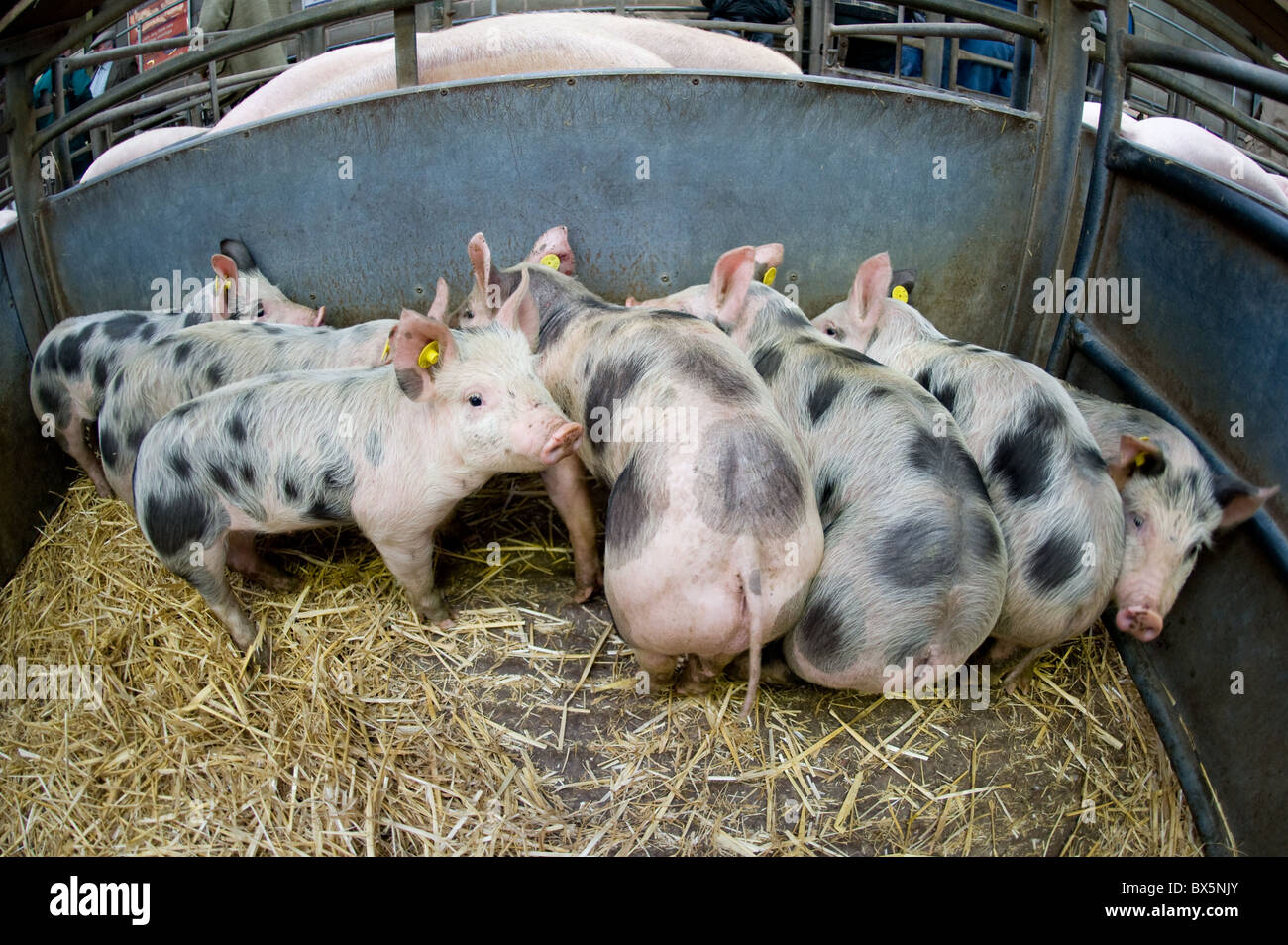 Spotty Pig Stock Photos & Spotty Pig Stock Images - Alamy