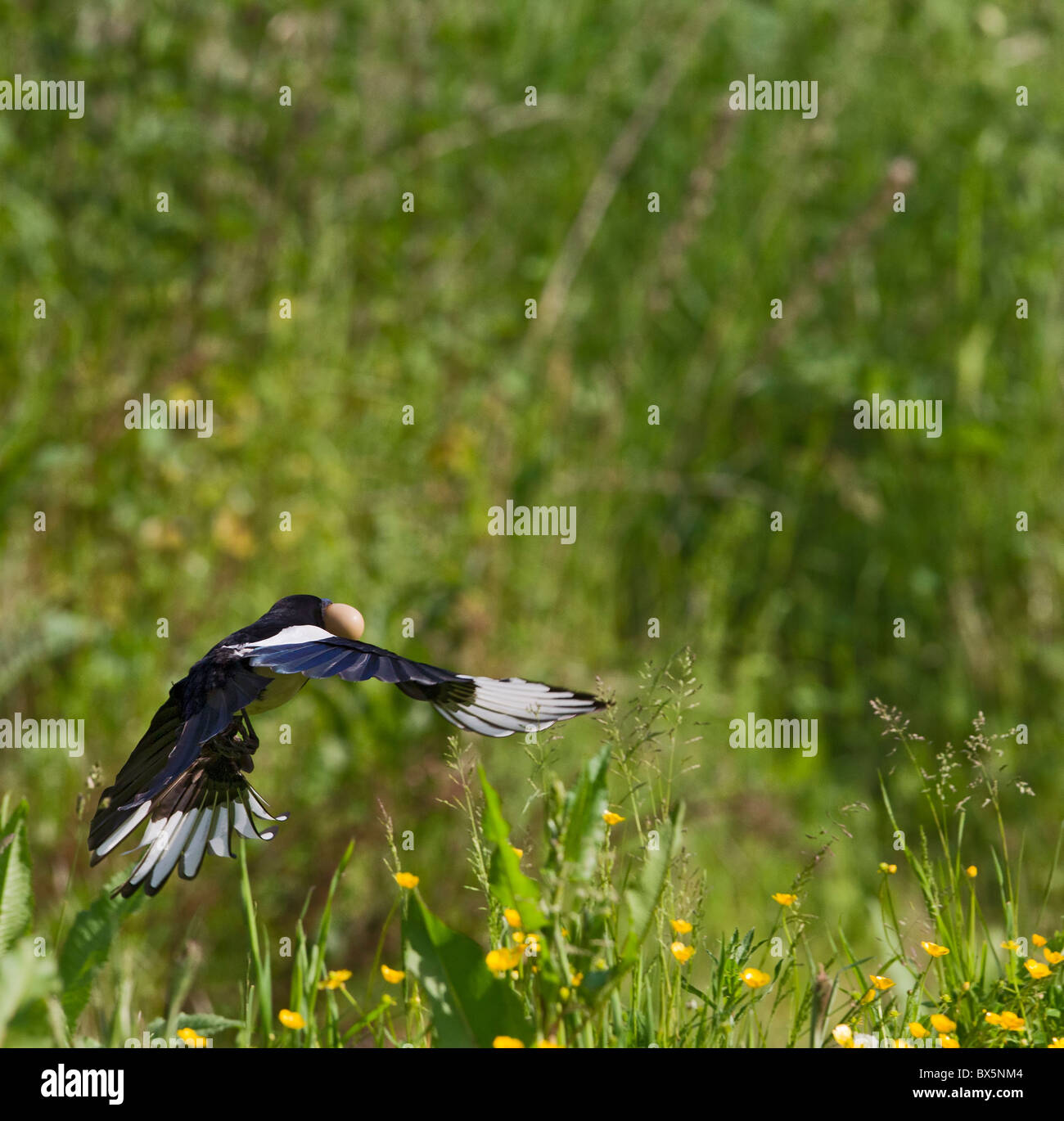 Magpie ( pica pica ) stealing pheasants egg Stock Photo - Alamy