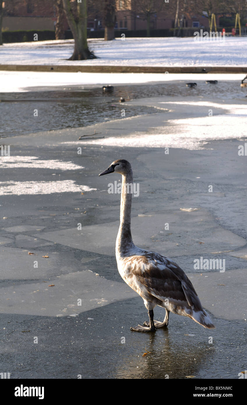 Immature_ swan hi-res stock photography and images - Alamy