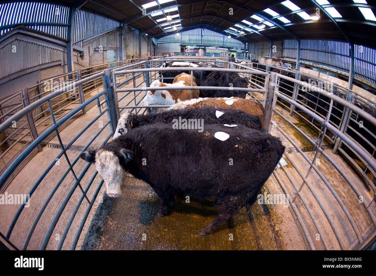 Chelford Market Cattle Pens Stock Photo - Alamy