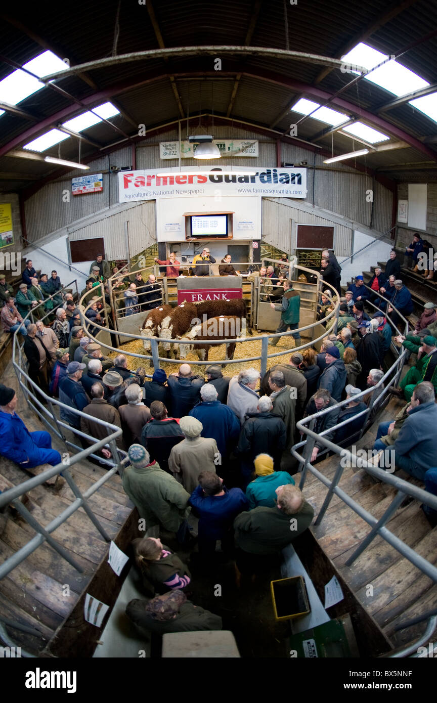 Chelford Market Auction room Stock Photo - Alamy