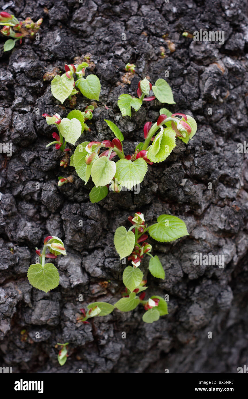 Young leaves and shoots sprouting from the bark of an old lime tree ...