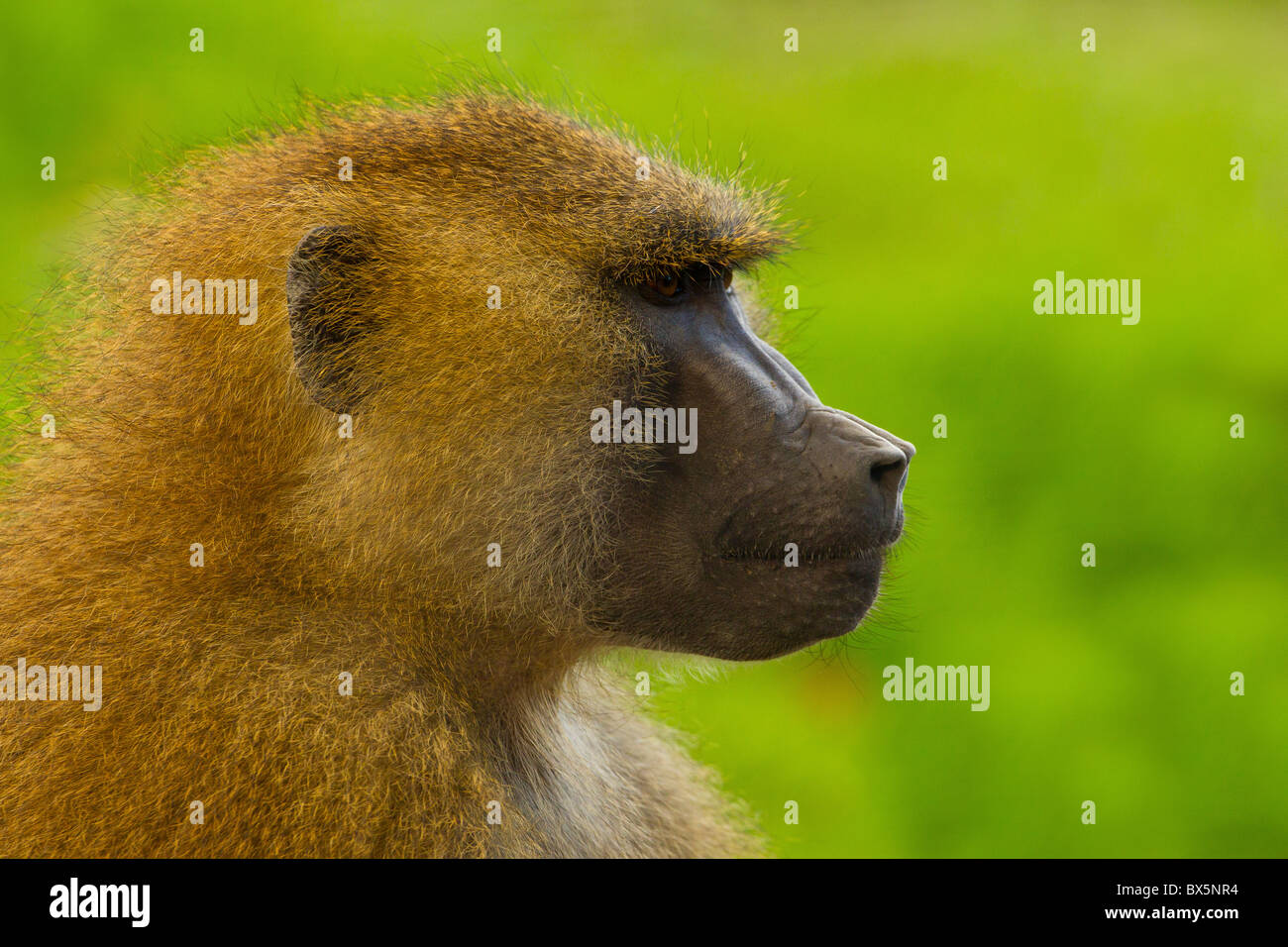Guinea Baboon (Papio papio Stock Photo - Alamy