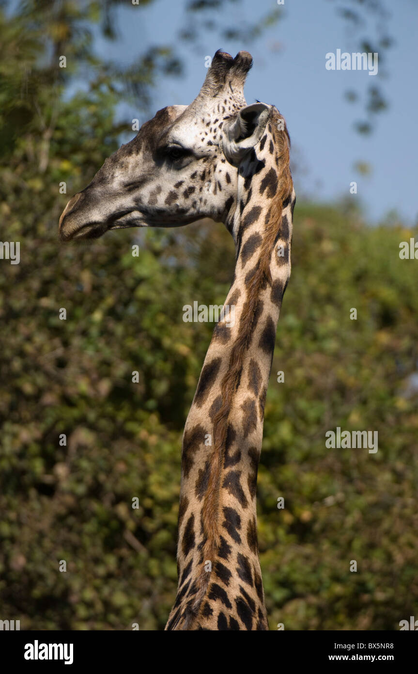 Thornicroft giraffe zambia hi-res stock photography and images - Alamy