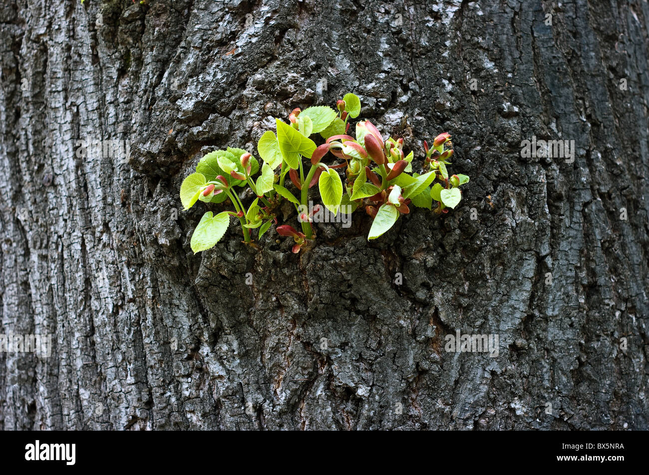 Young lime tree hi-res stock photography and images - Alamy