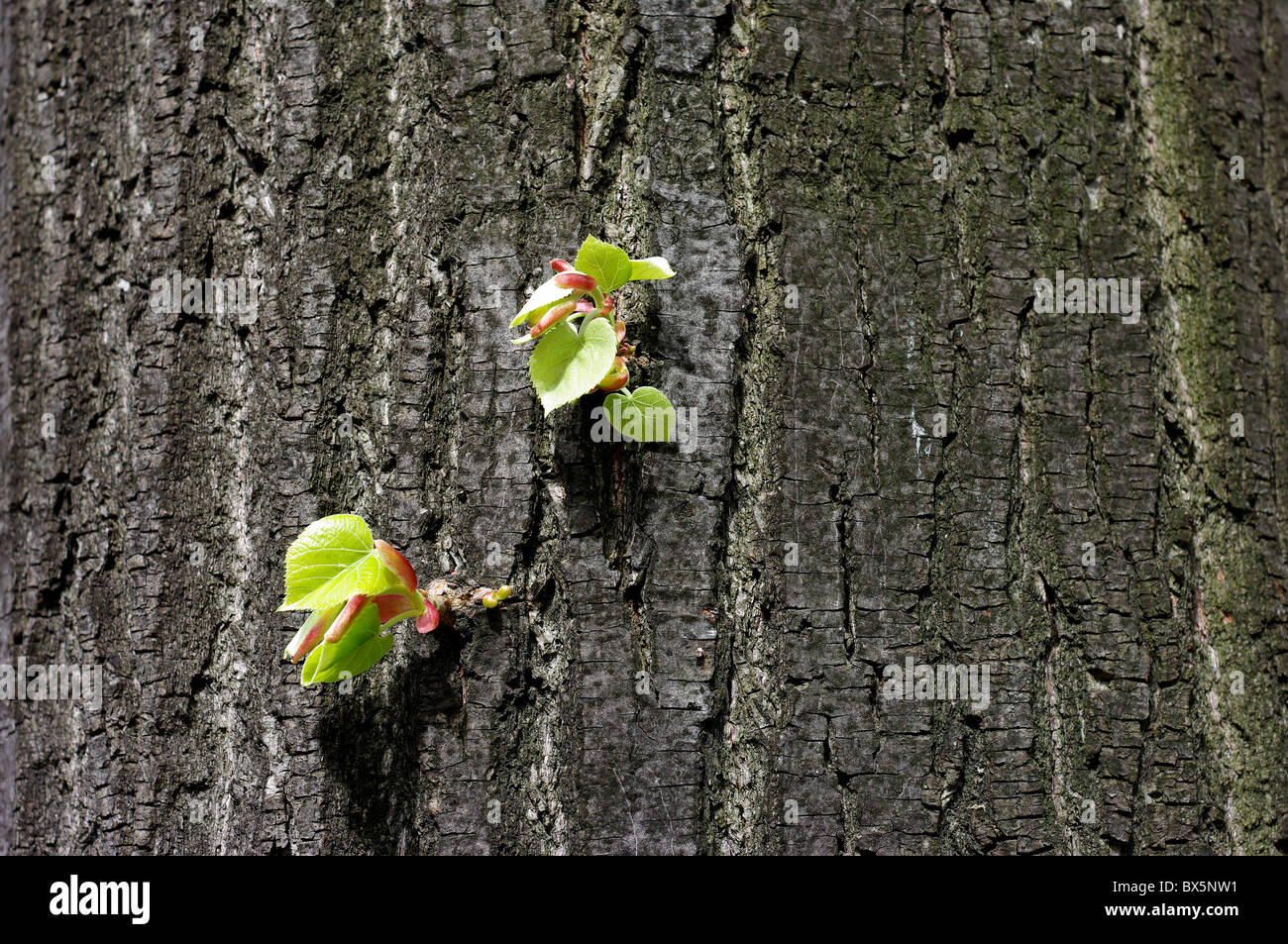 Young leaves and shoots sprouting from the bark of an old lime tree ...