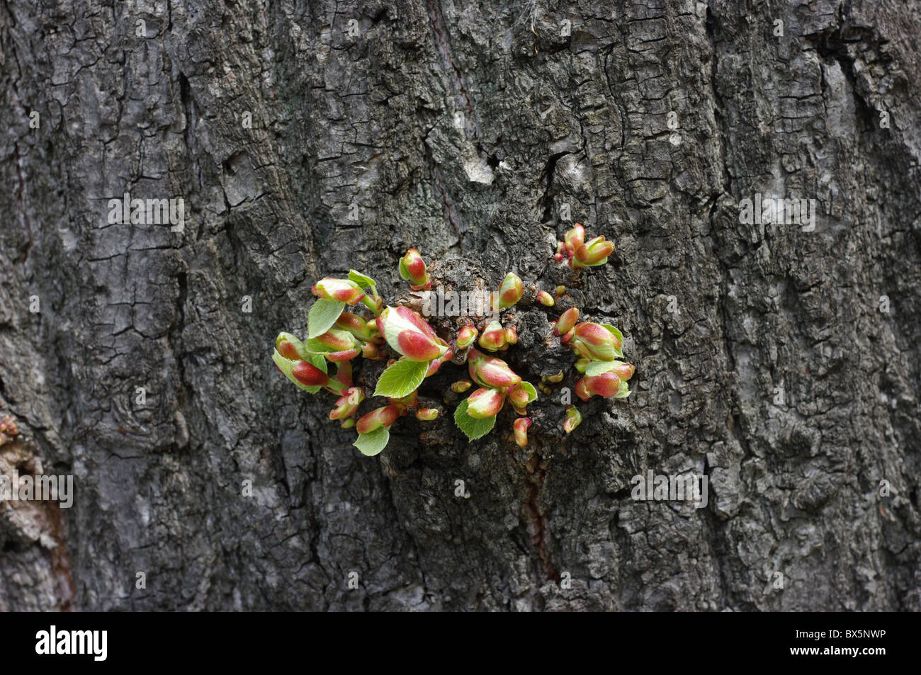 Young leaves and shoots sprouting from the bark of an old lime tree ...