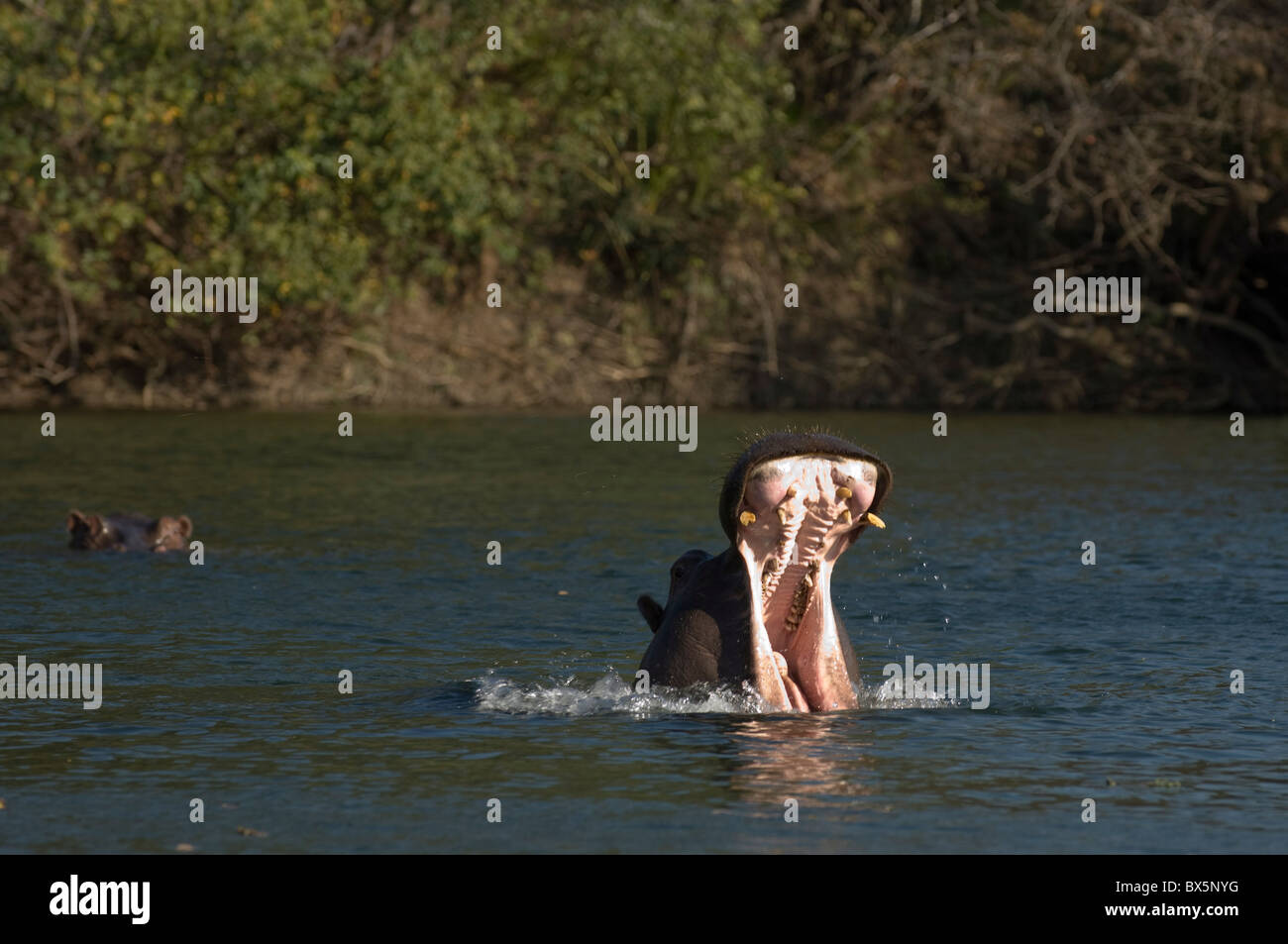 Hippopotamus, Lunga River, Kafue National Park, Zambia, Africa Stock ...