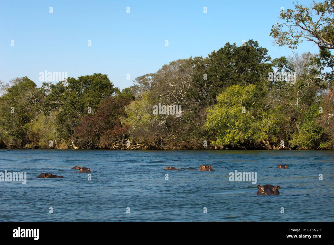 Hippopotamus, Lunga River, Kafue National Park, Zambia, Africa Stock ...