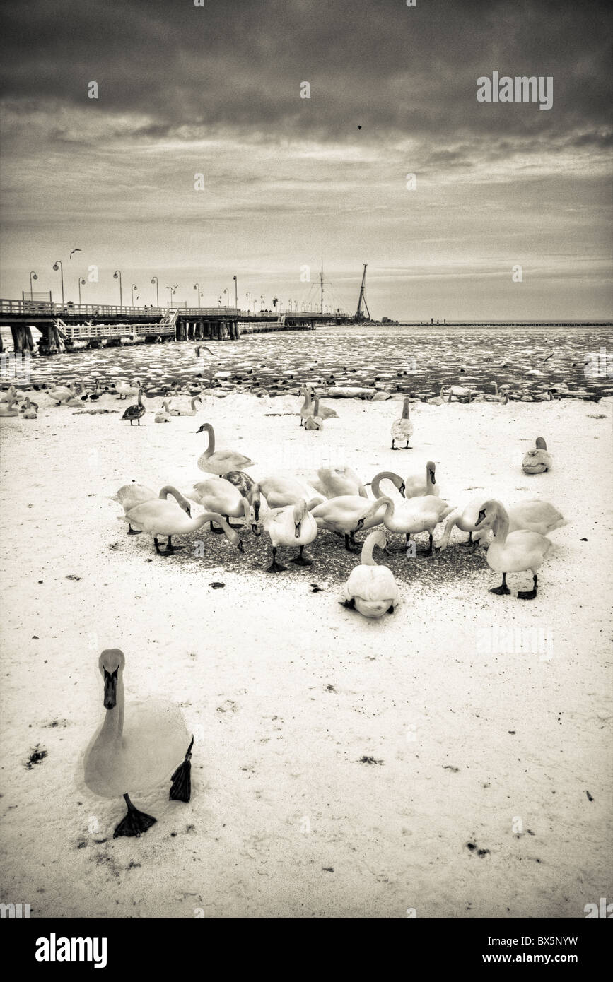 swans at wooden pier, Sopot, Poland Stock Photo - Alamy