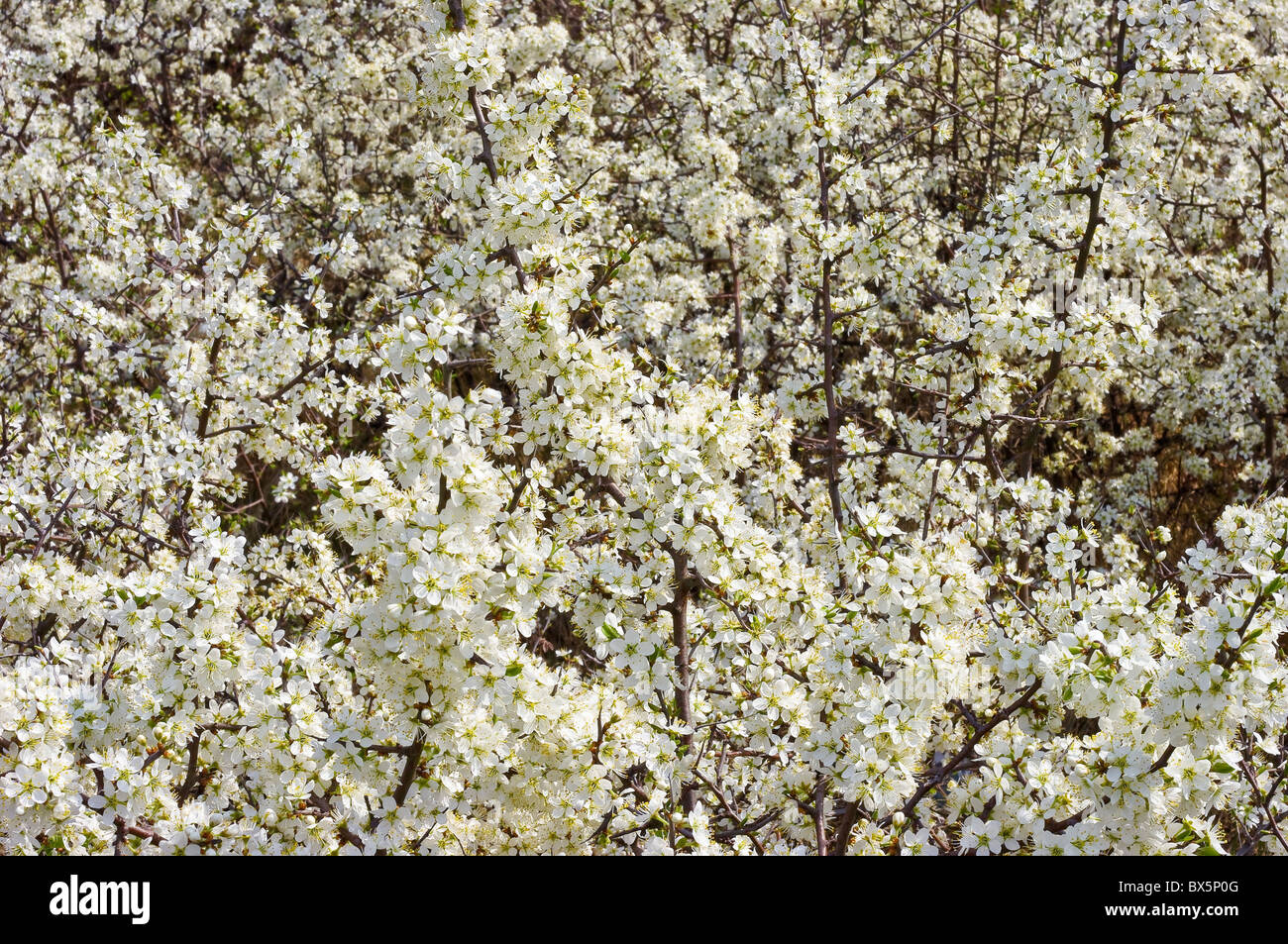 Wild plum, bloom in early spring. Blackthorn (Prunus spinosa Stock ...