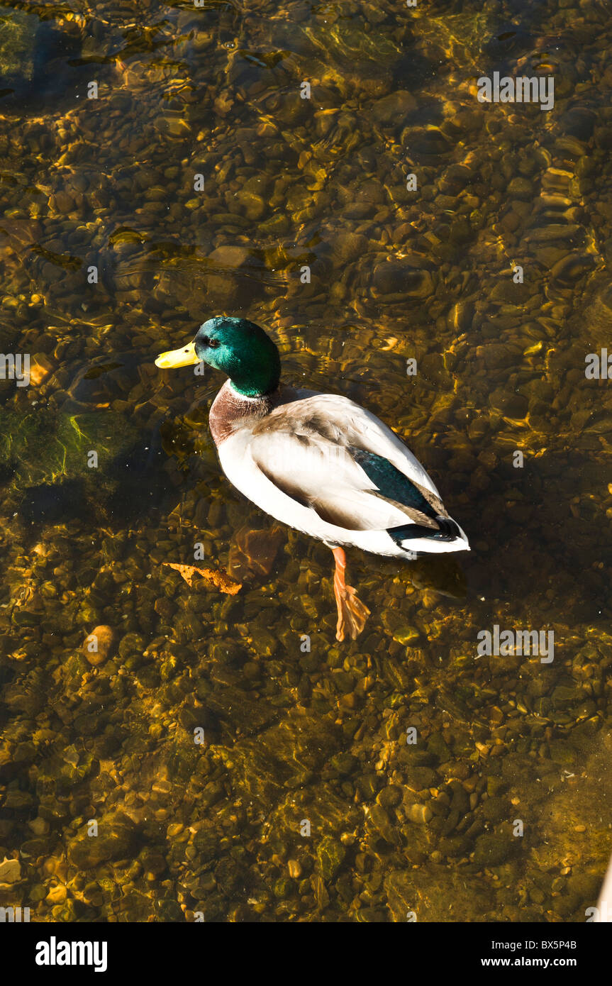 dh Mallard Duck DUCK UK Male Mallard Anas platyrhynchos wildfowl duck ...