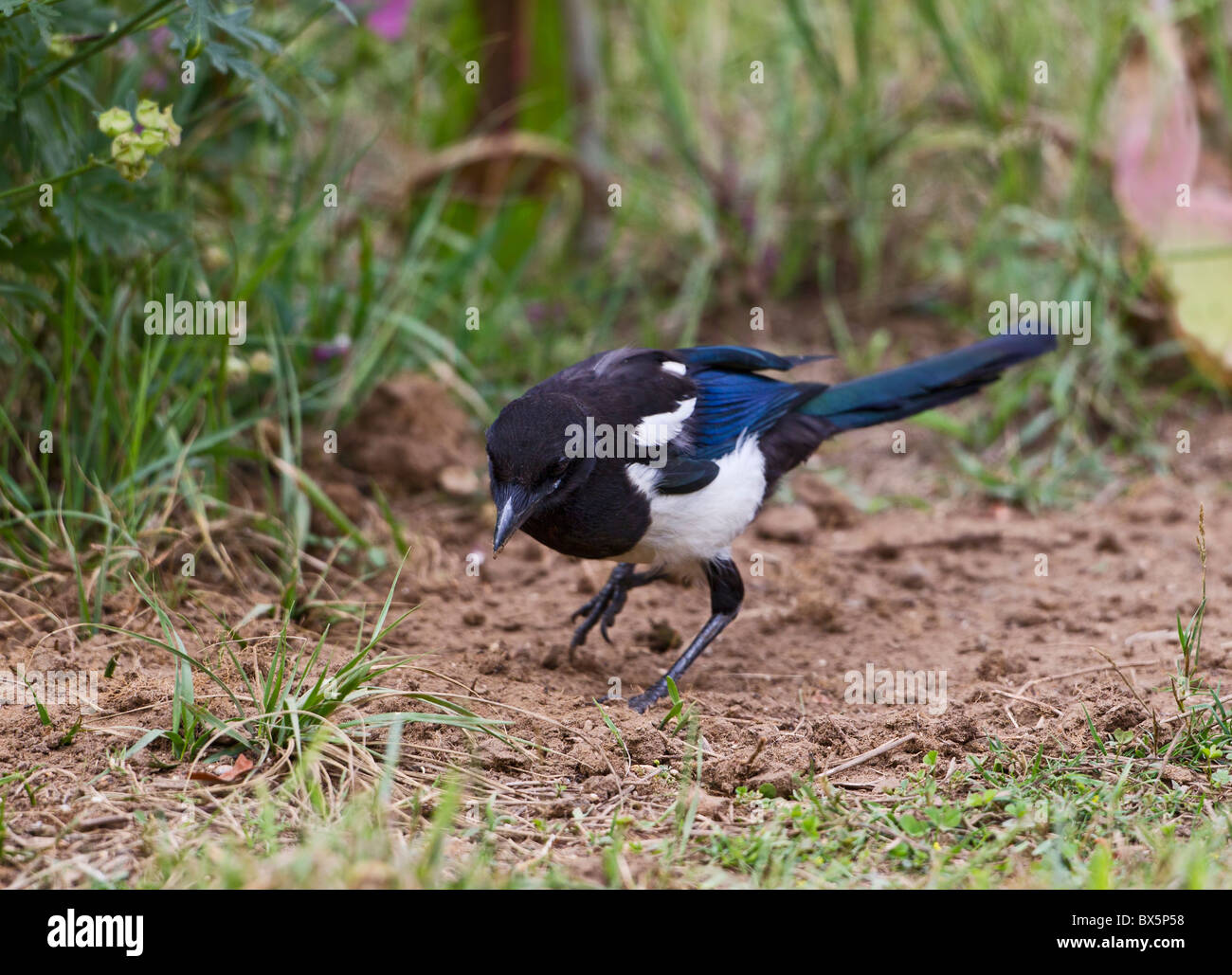 Magpie ( pica pica ) in meadow searching for ants Stock Photo - Alamy